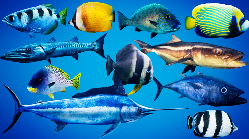 Unreal Engine - Fish for Fish School System Download For UE (4.15+)